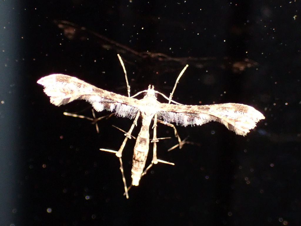 Fire-flag Plume Moth from Bellthorpe Stays, 200 Willett Rd, Bellthorpe ...