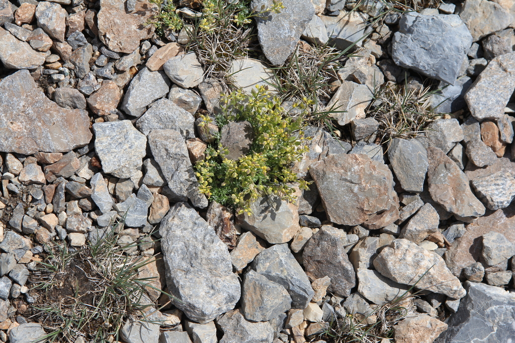 alpine tundra draba from Park County, CO, USA on July 13, 2013 at 03:52 ...