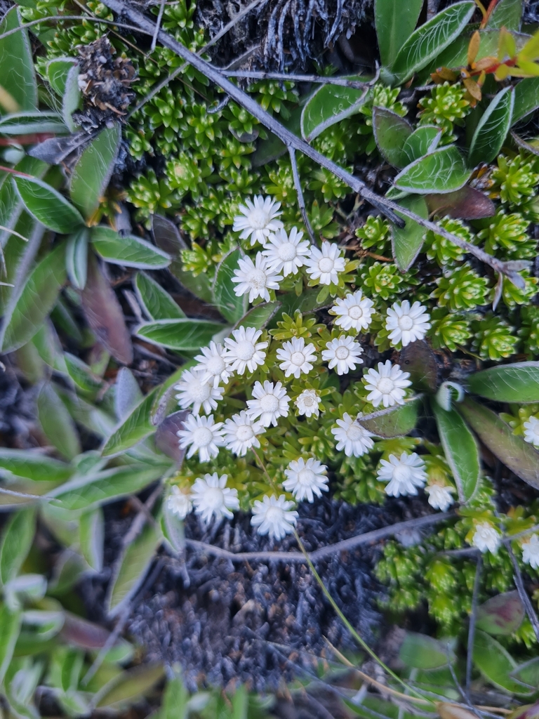 Turf-mat daisy in January 2025 by Diego Carena-Santiago · iNaturalist