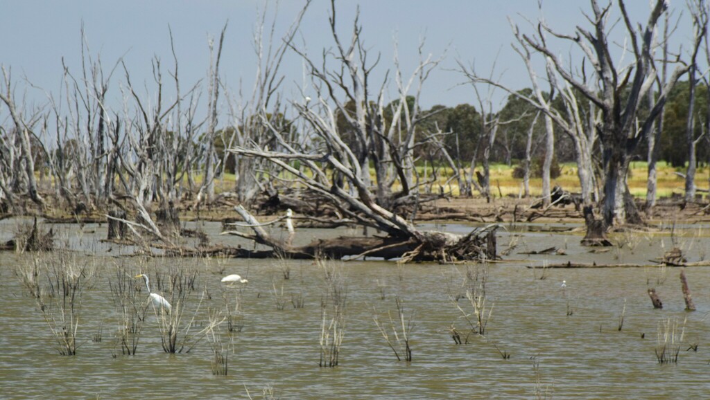 Great Egret from Boat Ramp, Lake Mokoan, Winton North VIC 3673 ...