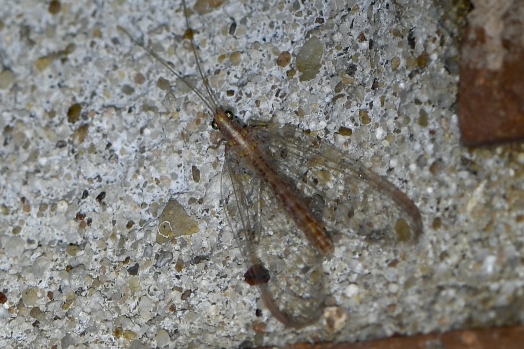common green lacewings from Collin County, TX, USA on December 30, 2024 ...