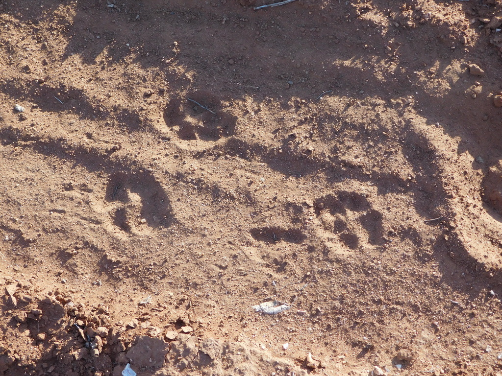 Dingo from Anmatjere NT 0872, Australia on July 25, 2019 at 08:04 AM by ...
