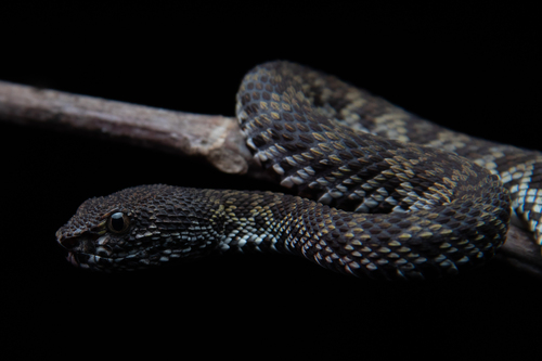 Mangrove Viper (Trimeresurus purpureomaculatus) - Snakes and Lizards