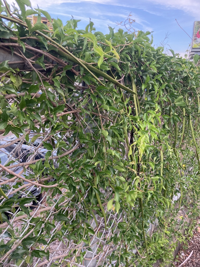 Catclaw vine from Ipswich Rd, Woolloongabba, QLD, AU on January 14 ...