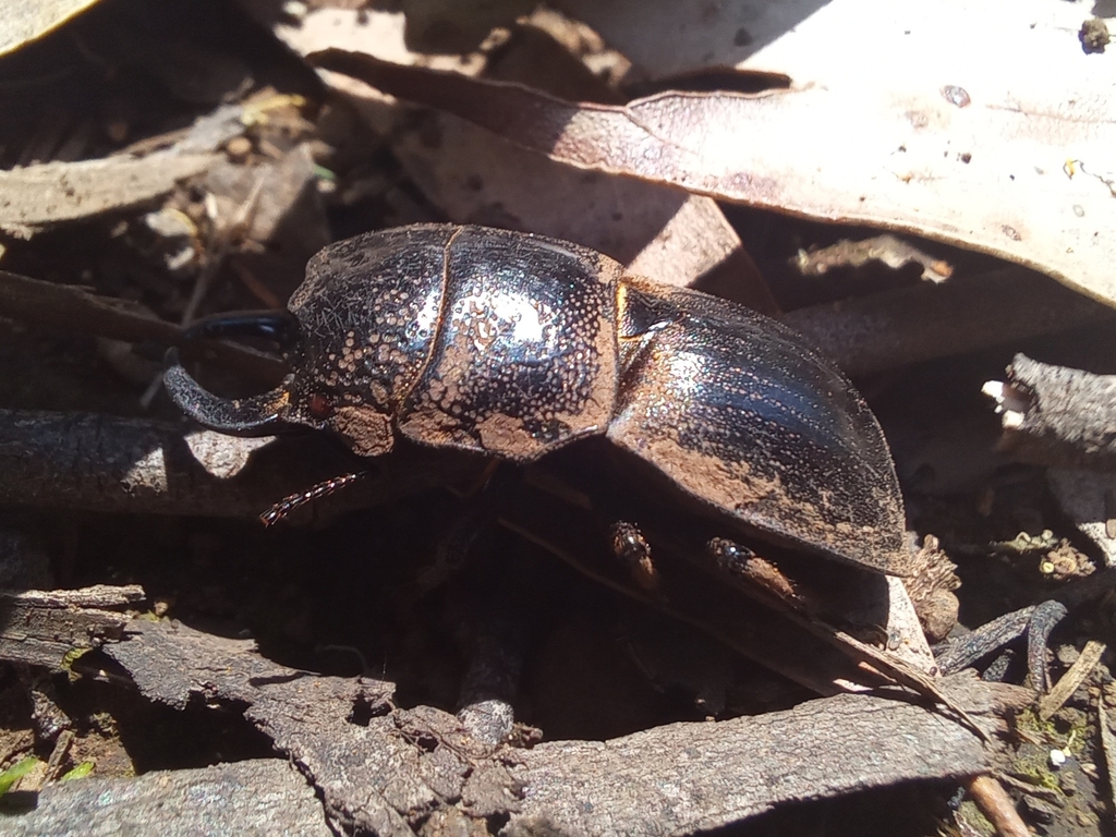 Lissapterus howittanus in January 2025 by Susannah · iNaturalist