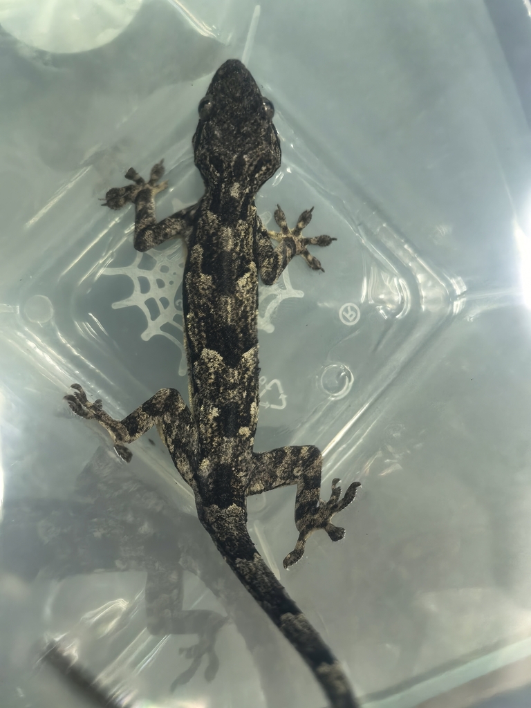 Calling Geckos from Suzhou, CN-JS, CN on December 25, 2024 at 02:02 PM ...