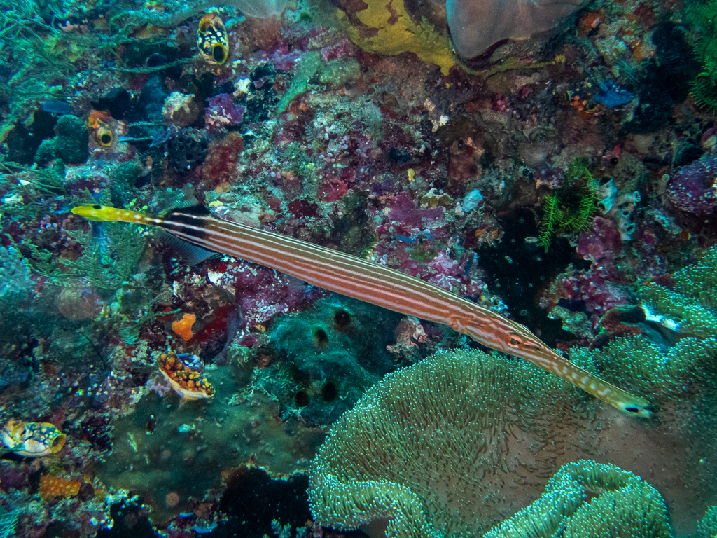 Pacific Trumpetfish from Raja Ampat Regency, West Papua, Indonesia on ...
