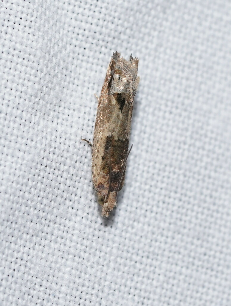 Cotton Tipworm Moth from Olinda VIC 3788, Australia on December 12 ...