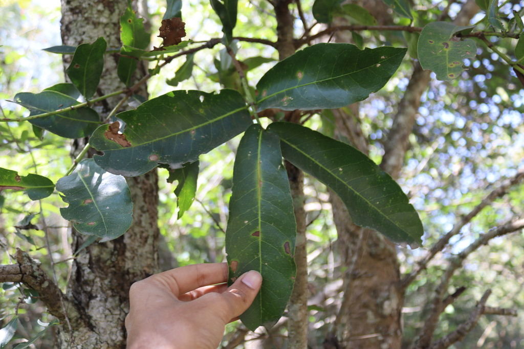 Torch Tree in January 2025 by Vikas D Prasad · iNaturalist