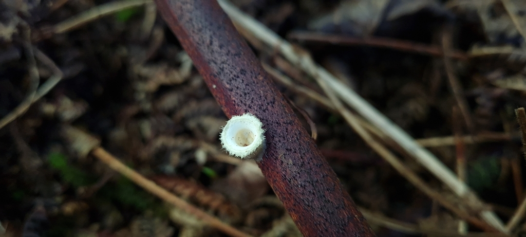 Nidula from Oropi 3173, New Zealand on January 13, 2025 by Andrew Poad ...