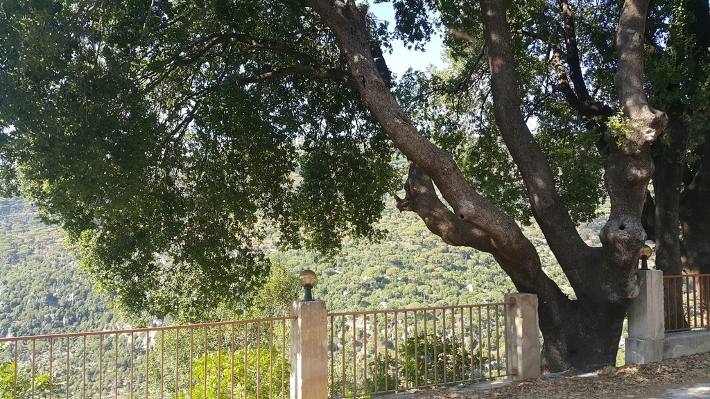 Palestine Oak Quercus Coccifera Calliprinos Botanical Realm