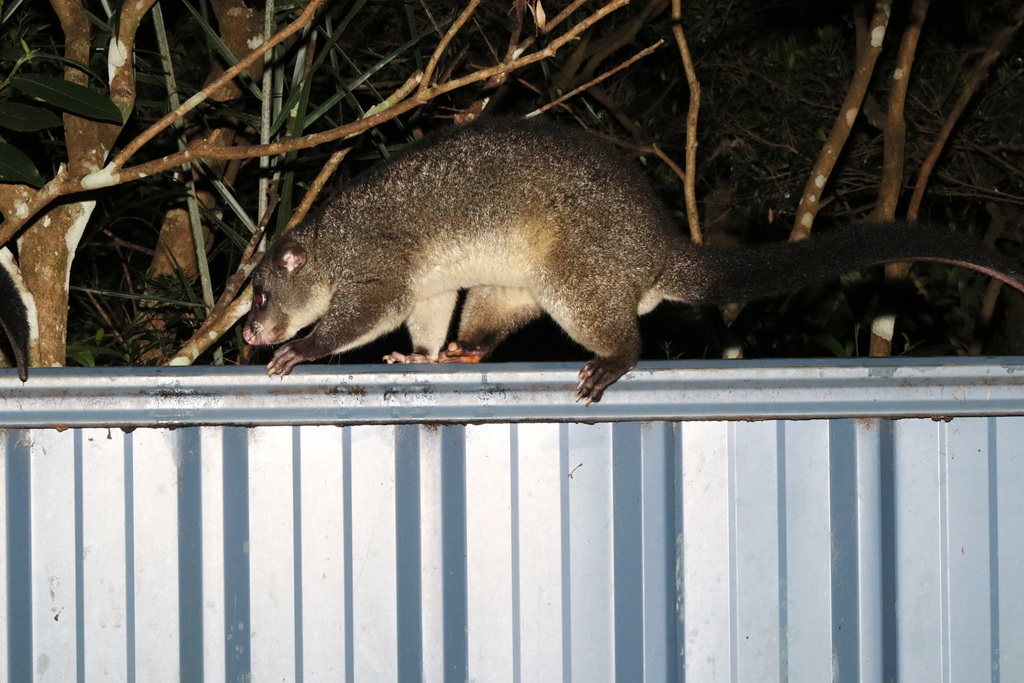 Short-eared Brush-tailed Possum from Witta QLD 4552, Australia on ...