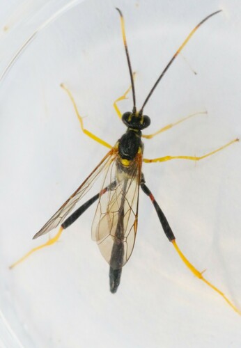 Acroricnus stylator · iNaturalist