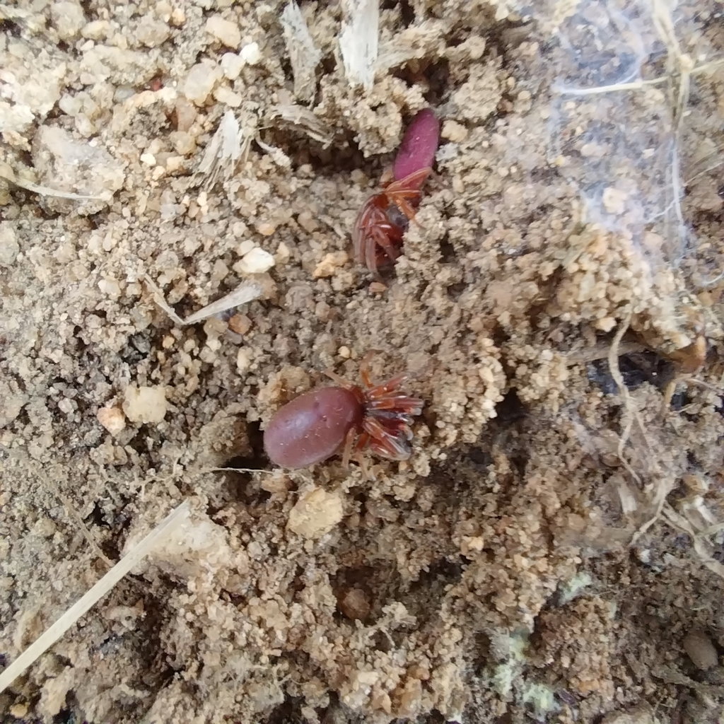Stenochilus scutulatus from Devanahally, Karnataka 562110, India on ...
