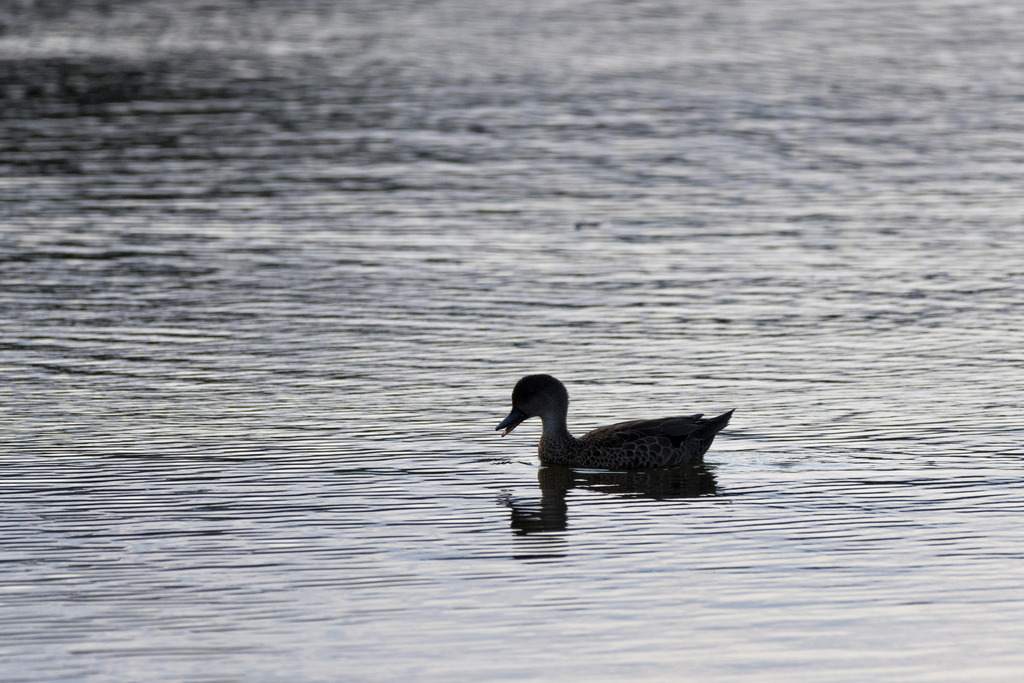 Grey Teal from Sydney NSW, Australia on January 03, 2025 at 07:39 PM by ...