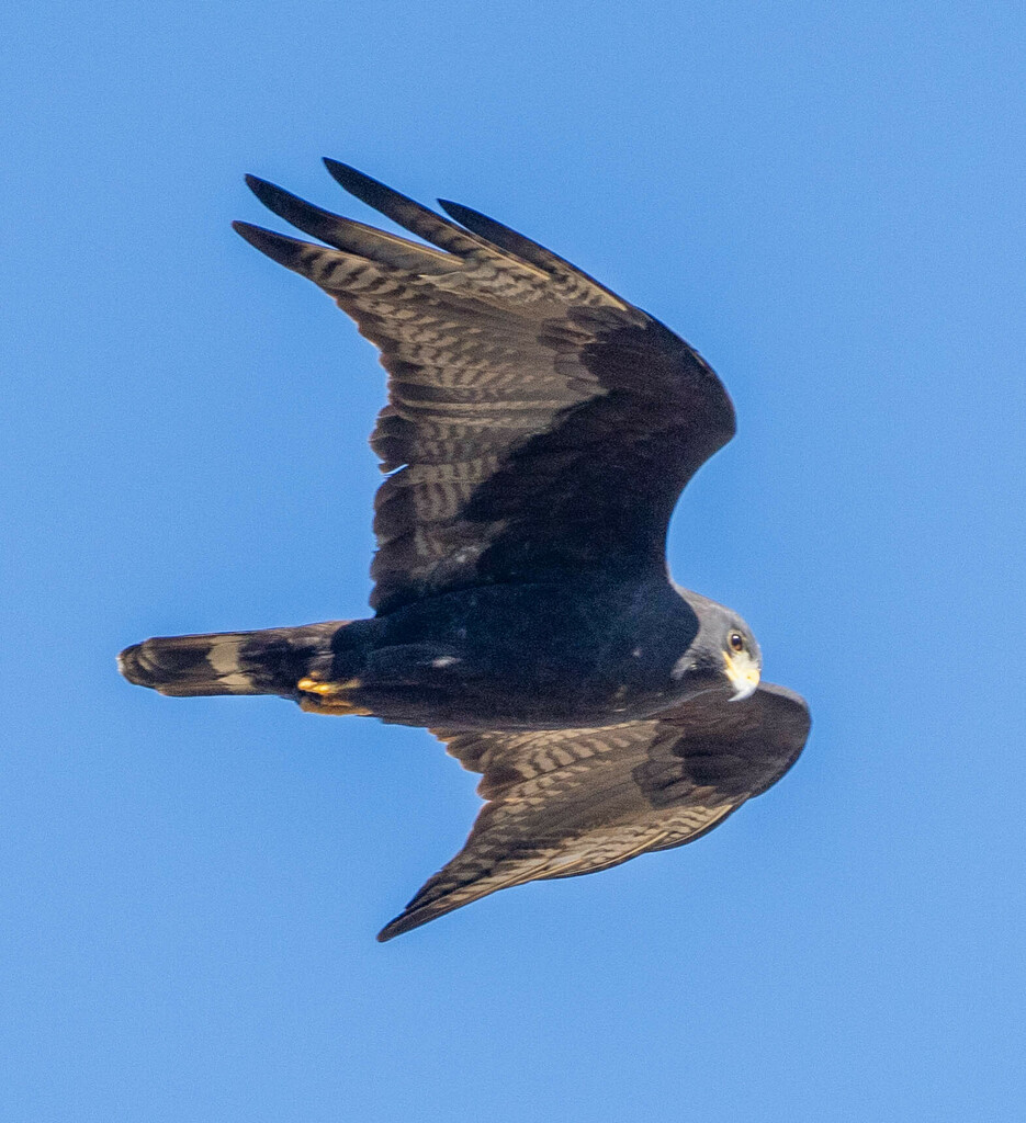 Zone-tailed Hawk from Carretera internacional Km 545 S/N Col. Figueroa ...