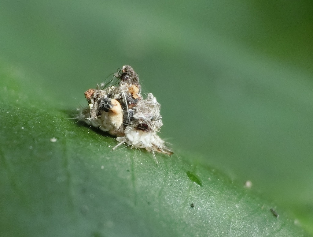 Mallada basalis from 558台灣南投縣鹿谷鄉 on January 12, 2025 at 02:49 PM by ...