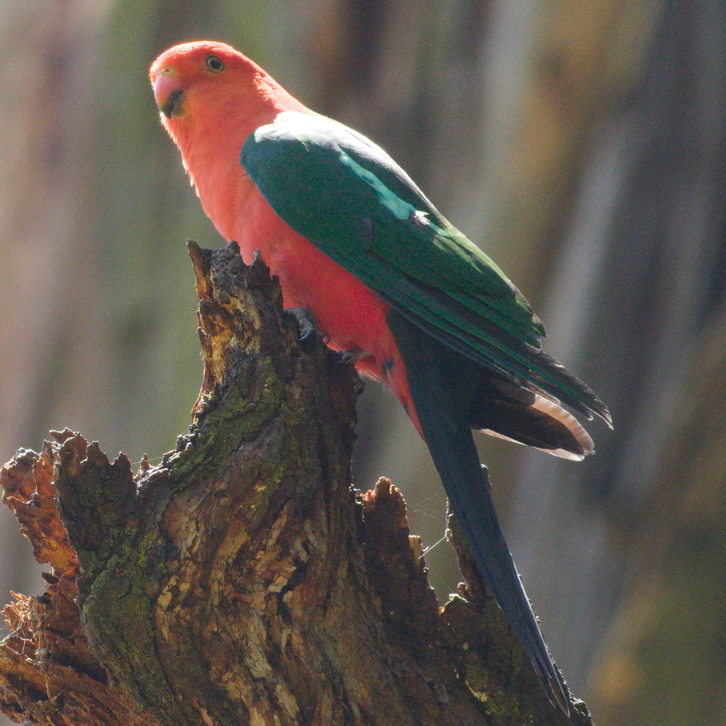 Australian King Parrot from Melbourne VIC, Australia on January 14 ...