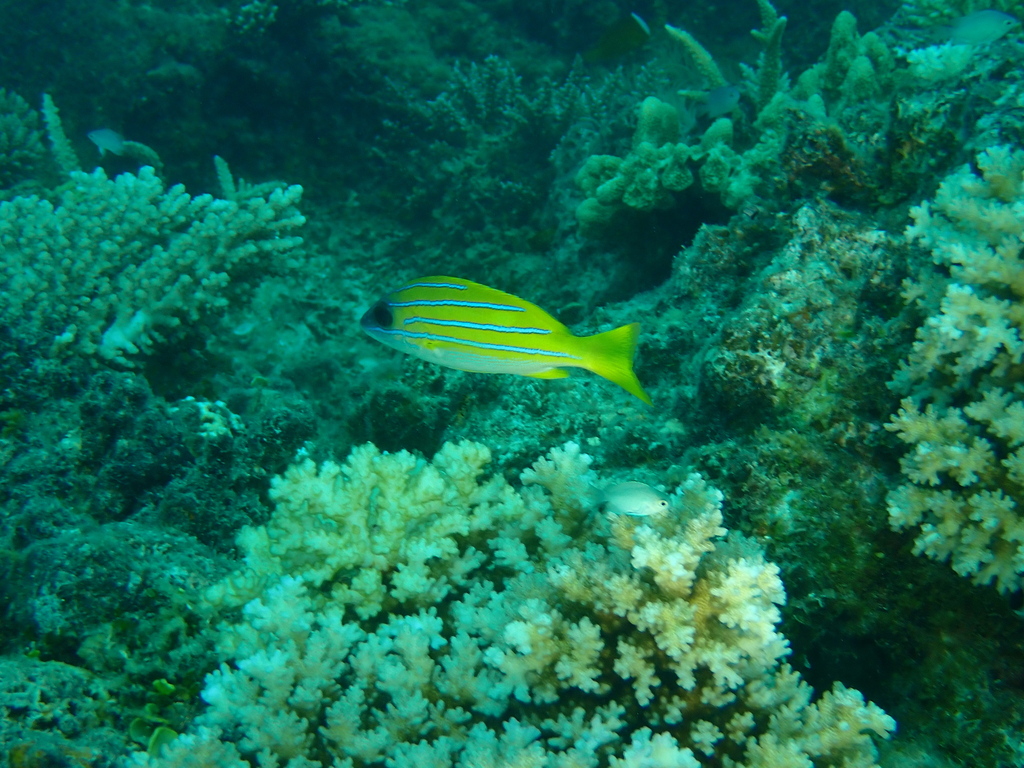 Bluestriped Snapper from Matei, Fiji on August 9, 2024 at 04:19 PM by ...