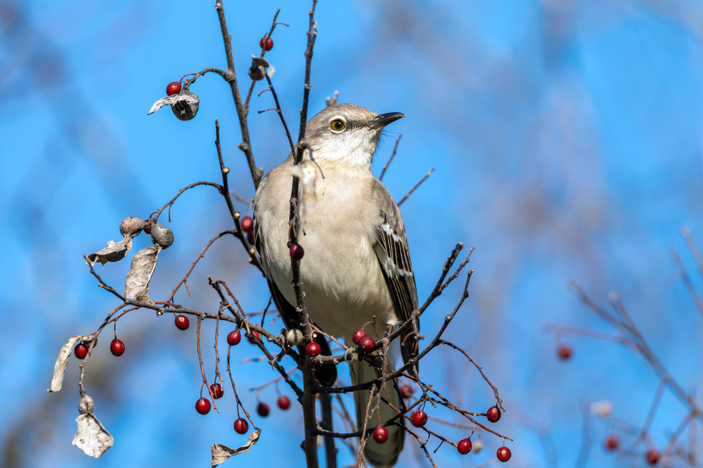 Northern Mockingbird from Northeast Carrollton, Carrollton, TX, USA on ...