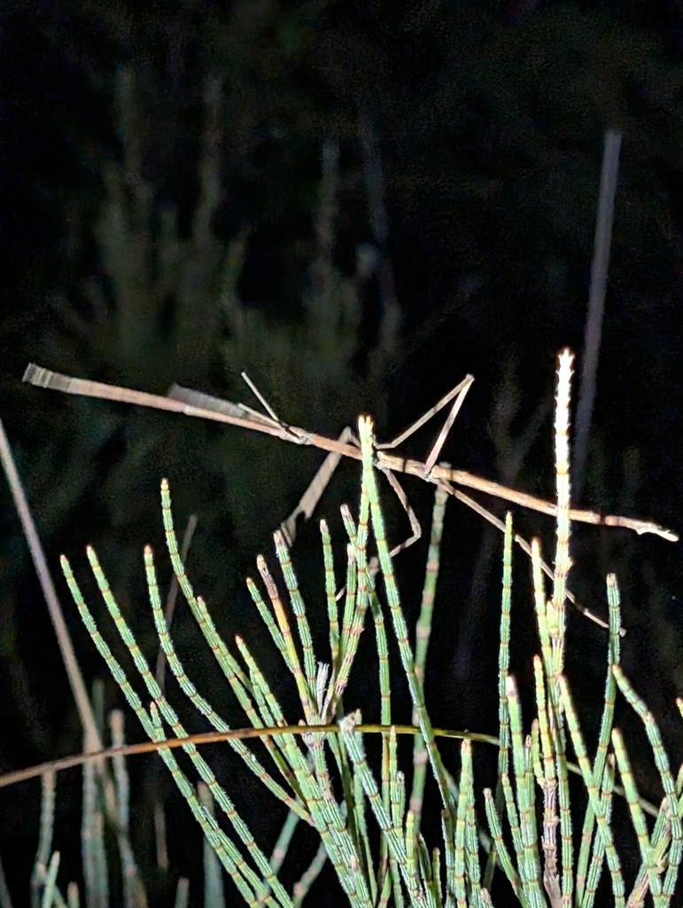 Margin-winged Stick Insect from Crib Point VIC 3919, Australia on ...