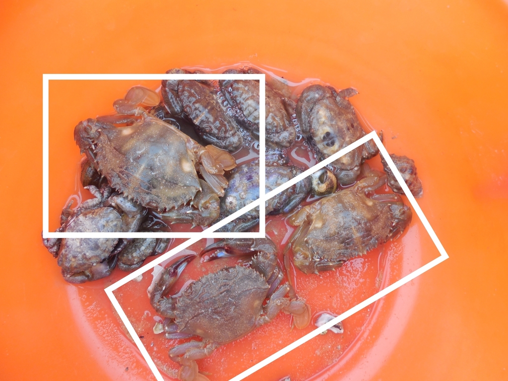 Asian Paddle Crab from Ningde, CN-FJ, CN on October 3, 2015 at 11:24 AM ...