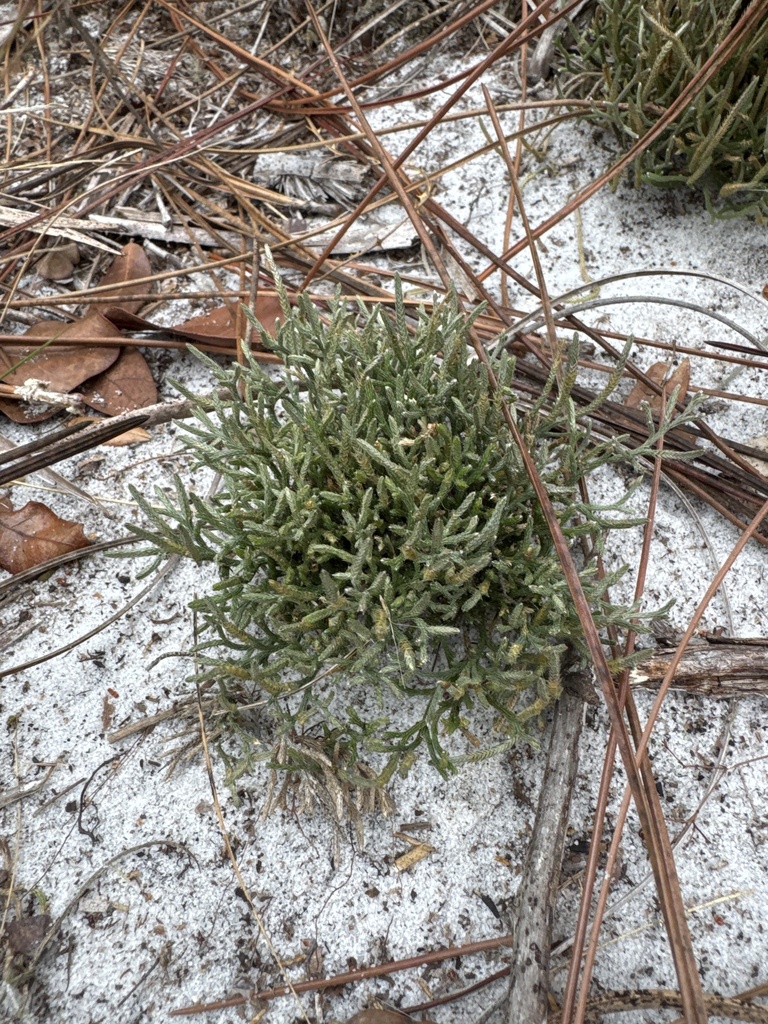 Sand Spikemoss from Lake June-in-Winter Scrub State Park, Lake Placid ...