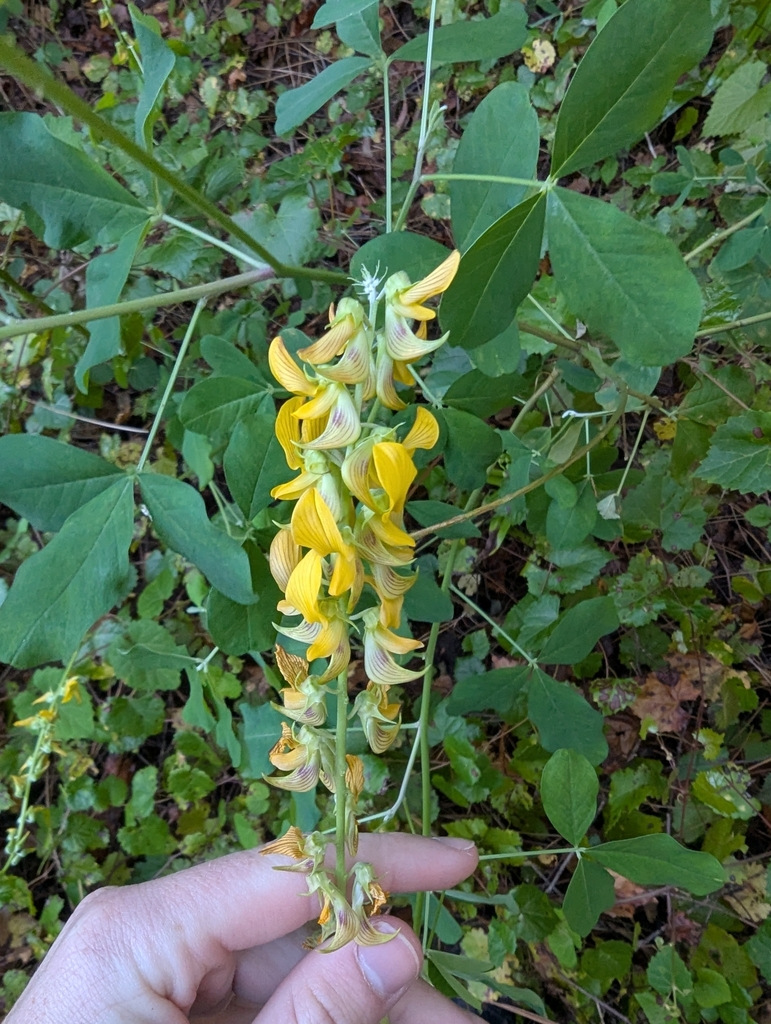 Streaked Rattlepod from Abacoa, Jupiter, FL, USA on November 22, 2024 ...