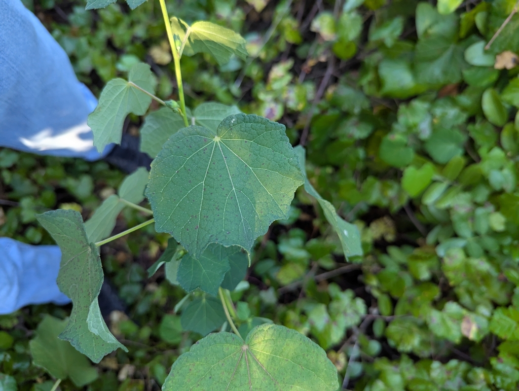 Caesar weed from Abacoa, Jupiter, FL, USA on November 22, 2024 at 08:14 ...