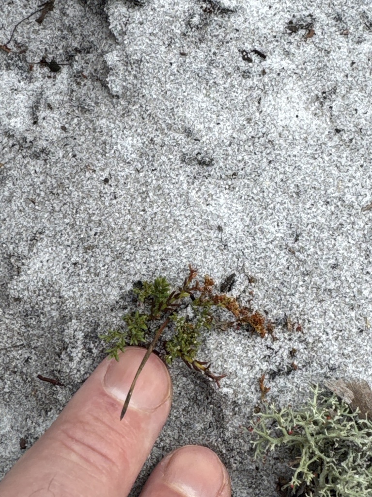 Coastalplain Nailwort from Lake June-in-Winter Scrub State Park, Lake ...