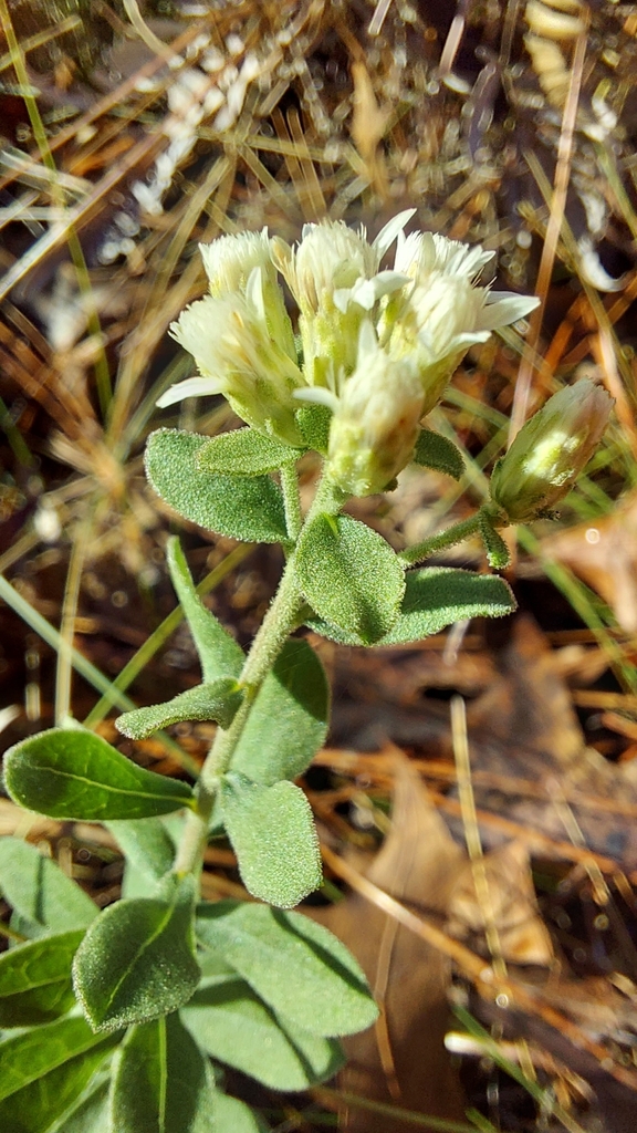 Dixie aster from Lecanto, FL 34461, USA on January 14, 2025 at 10:15 AM ...