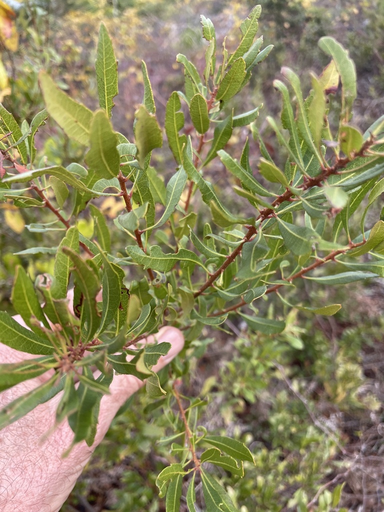 wax myrtle from Malabar, FL, US on January 14, 2025 at 10:35 AM by ...