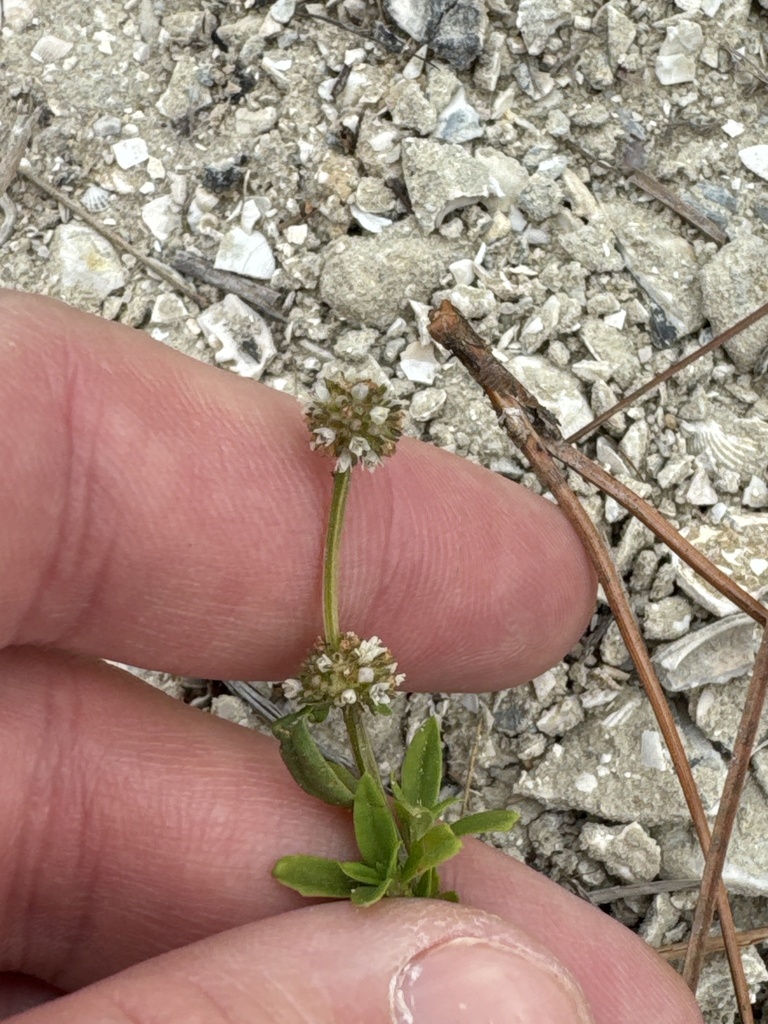 shrubby false buttonweed from Lake June-in-Winter Scrub State Park ...