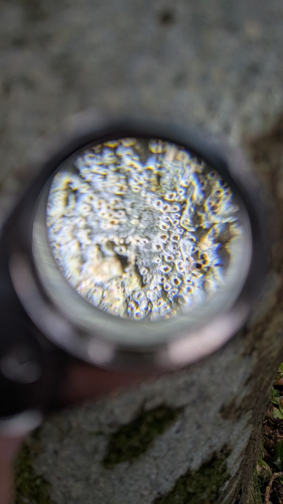 barnacle lichens from Cornwall, UK on January 14, 2025 at 12:13 PM by ...