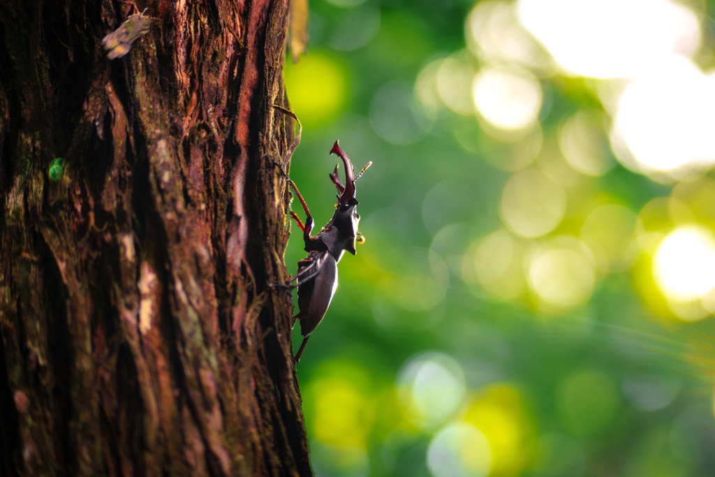 Lucanus fortunei from 中国浙江省杭州市临安区 on July 27, 2024 at 04:26 PM by Huang ...