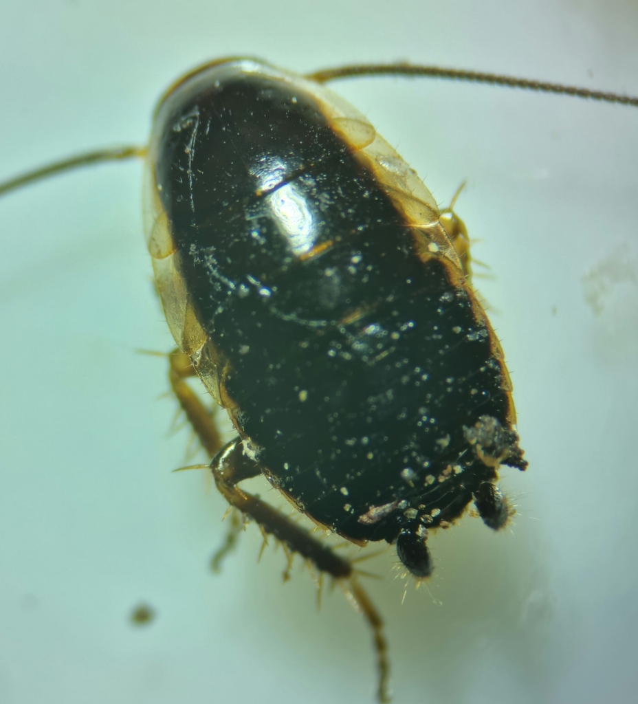 Palaearctic Leaf-running Cockroaches from Hely: 47,593900, 19,328180 on ...