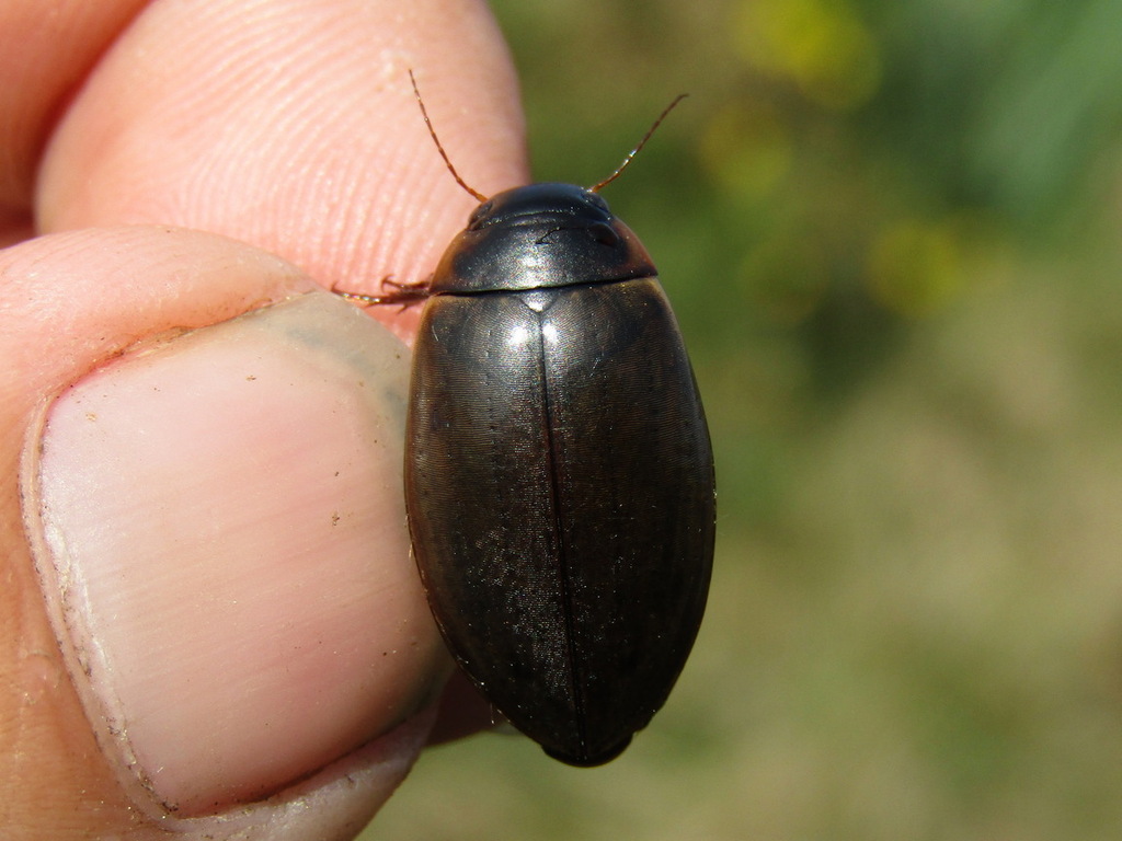 large-grooved diving beetle from Pontevedra, España on April 13, 2017 ...