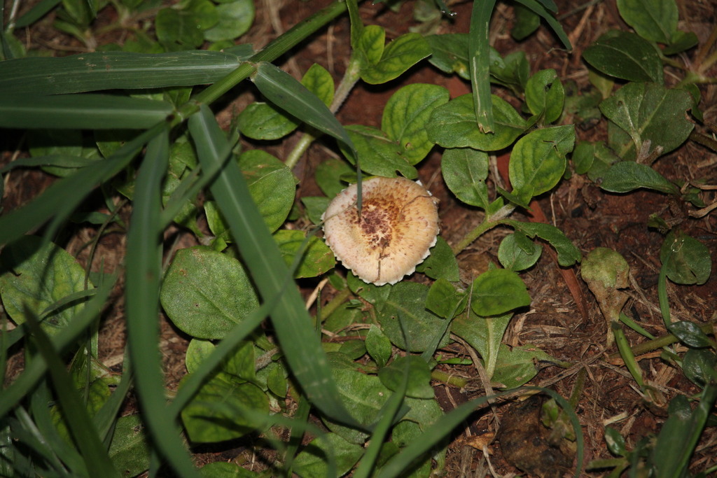 Chestnut Dapperling from Carletonville, 2499, South Africa on January ...