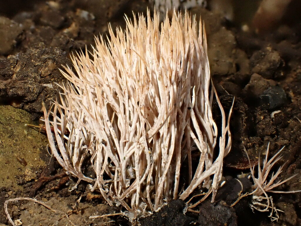 Pterula multifida from Somerset, England, GB on January 13, 2025 at 11: ...
