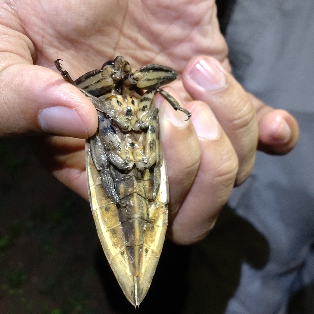 Asian Giant Water Bug from Kluai Phae, Mueang Lampang District, Lampang ...