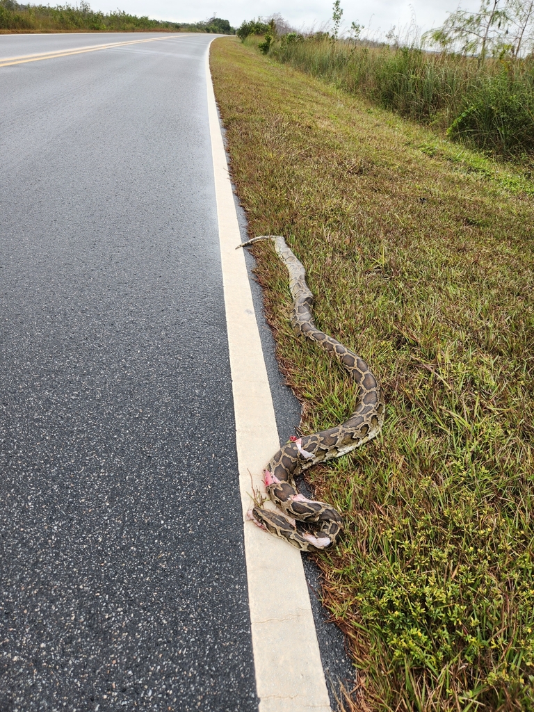 Burmese Python from Miami-Dade County, FL, USA on January 14, 2025 at ...