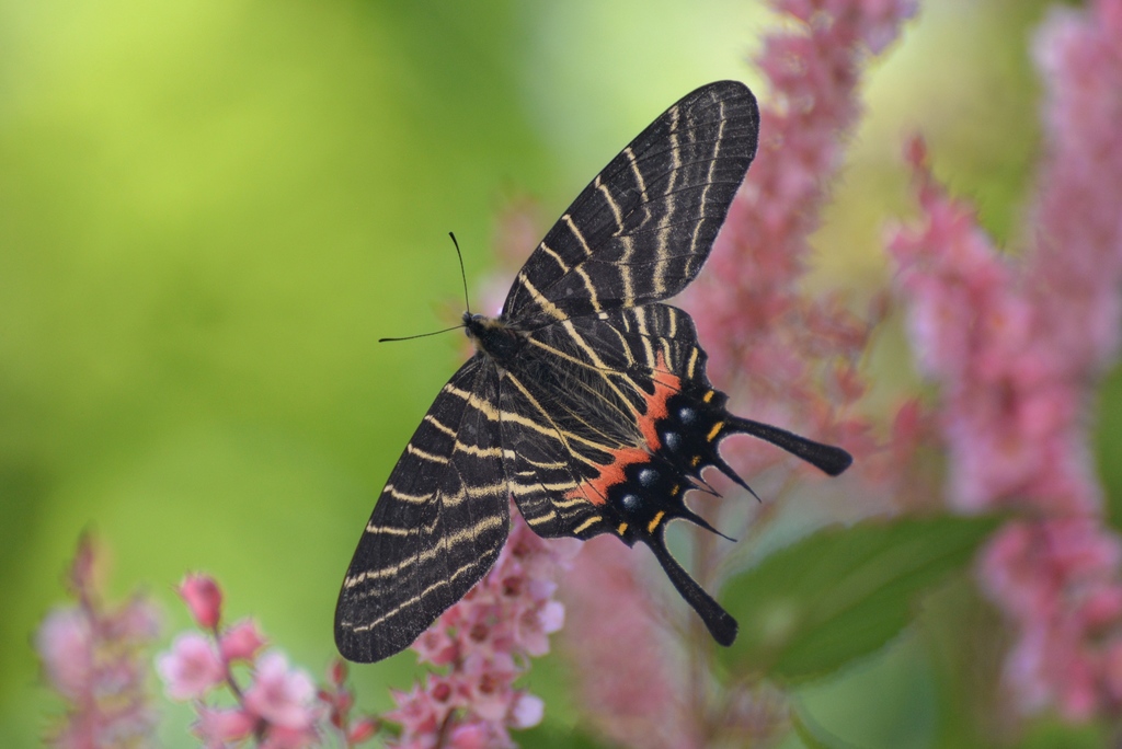 Chinese Three-tailed Swallowtail from 中国四川省甘孜藏族自治州泸定县 on June 02, 2019 ...