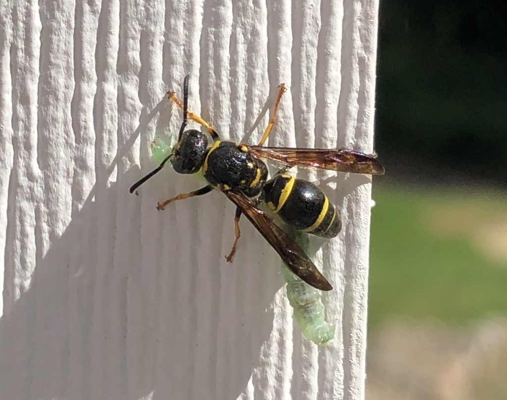 Smiling Mason Wasp from 273 Glendale Rd, Oakland, MD, US on July 28 ...