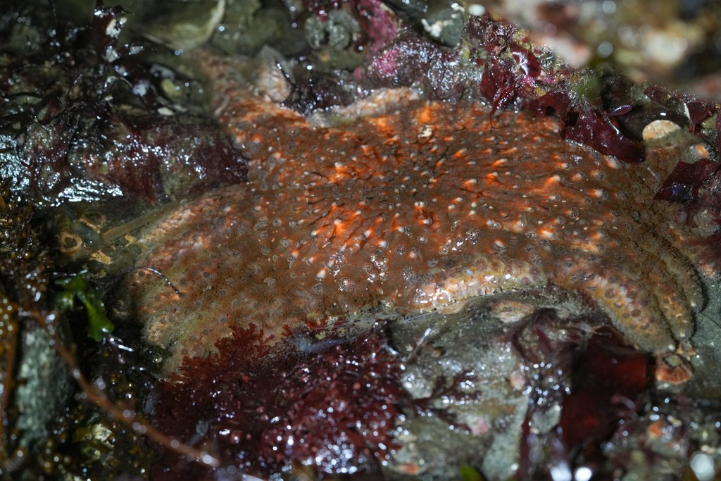 Sunflower Sea Star from Charles Richey Sr Viewpoint, 3521 Beach Dr SW ...