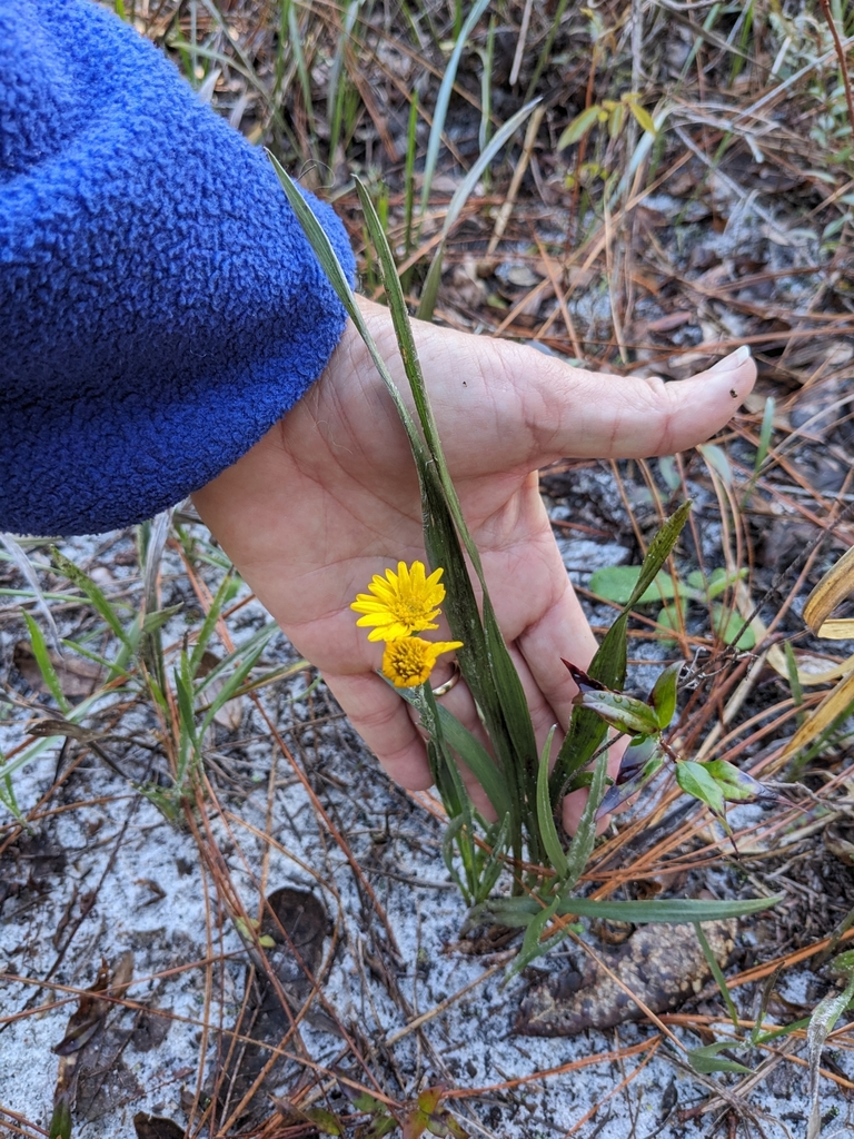 Narrowleaf Silkgrass from Wildwood, FL 34785, USA on January 14, 2025 ...