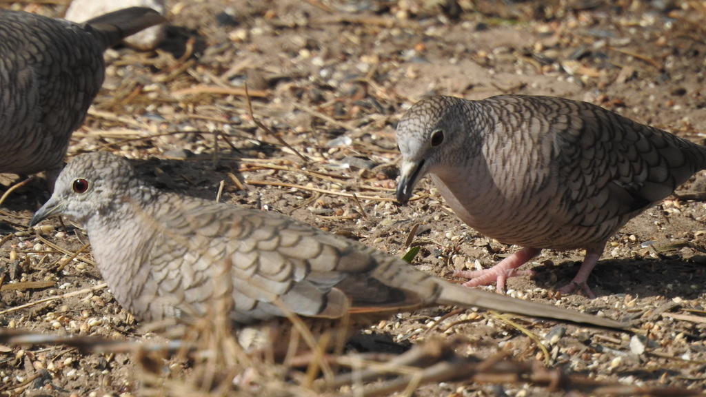 Inca Dove from Kleberg County, TX, USA on January 13, 2025 at 12:40 PM ...