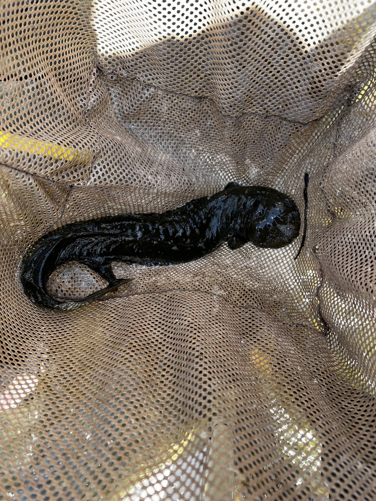 Eastern Hellbender in August 2024 by ajt6178 · iNaturalist