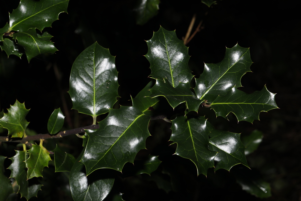 European holly from Victoria Park, Birchfield Road, Widnes, Halton, UK ...