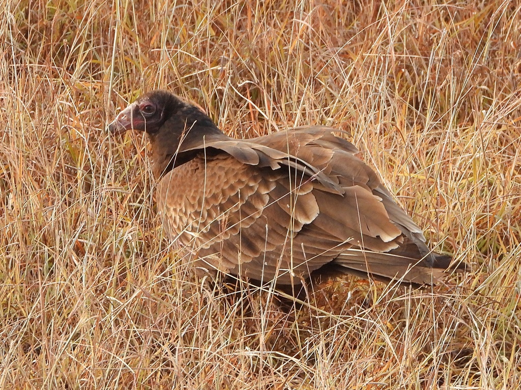 Turkey Vulture from Eldridge / West Oaks, Houston, TX, USA on January ...