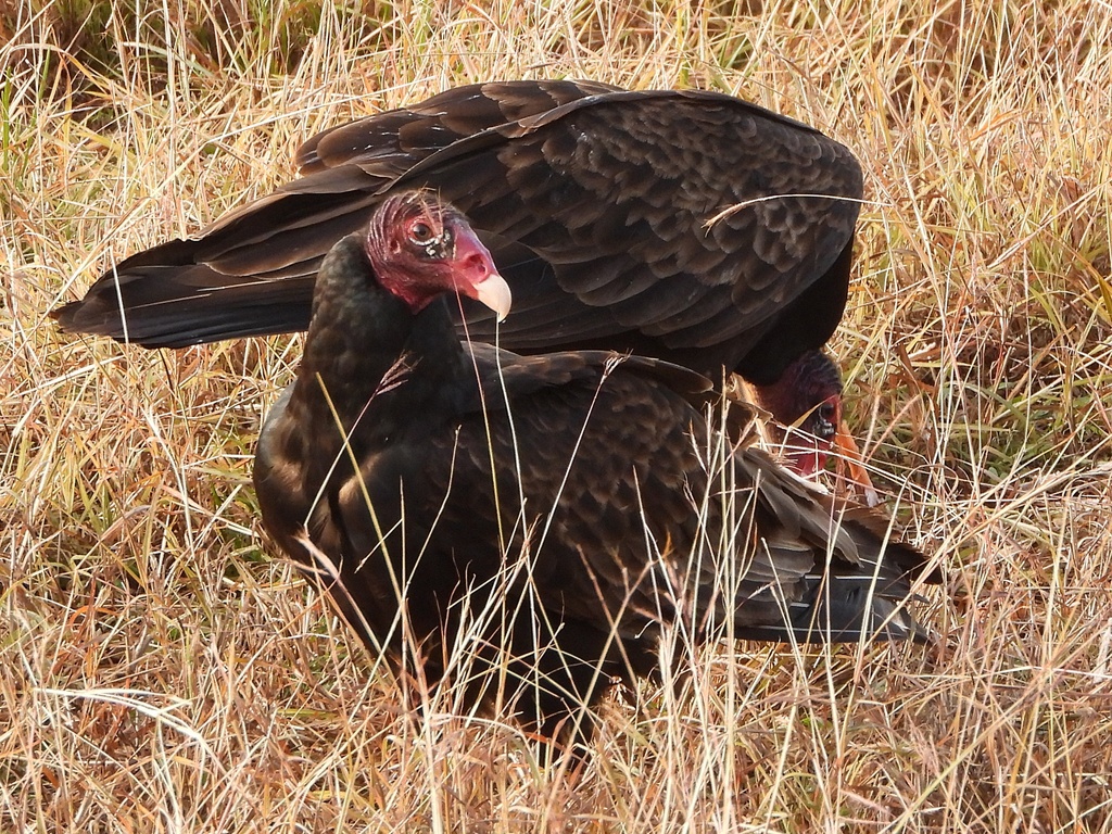 Turkey Vulture from Eldridge / West Oaks, Houston, TX, USA on January ...